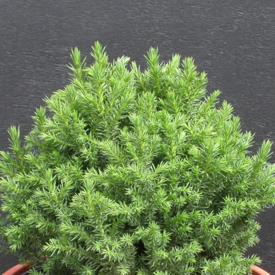 Cèdre du Japon Little Champion - Pot de 3L - 20/40 cm - Jardiland