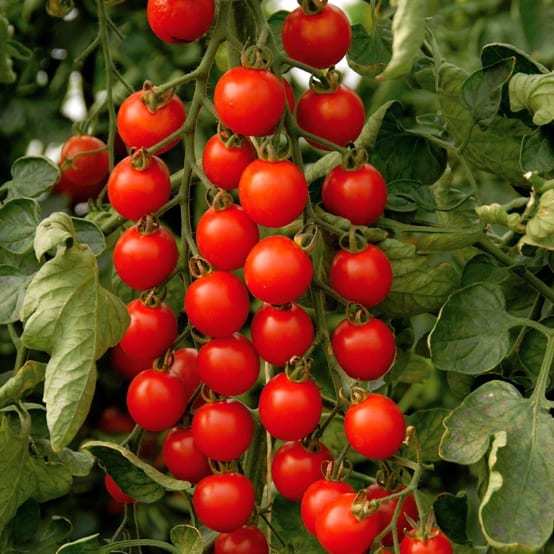 Tomate cerise Supersweet 100 F1 en plants GREFFES Pot de 2L/3L - Jardiland