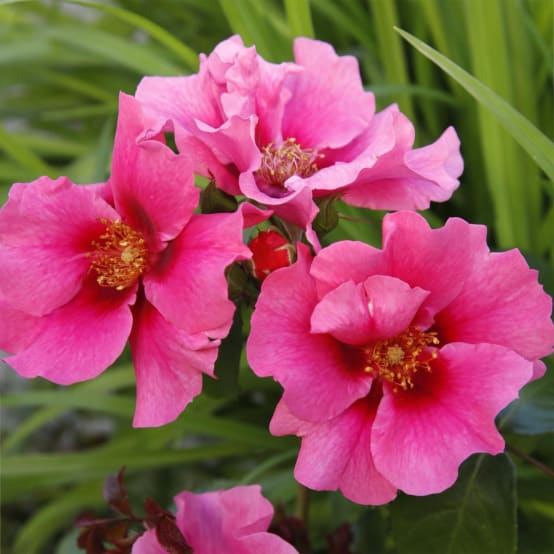 Rosier See You In Pink Pot de 1,5L/2L - Jardiland