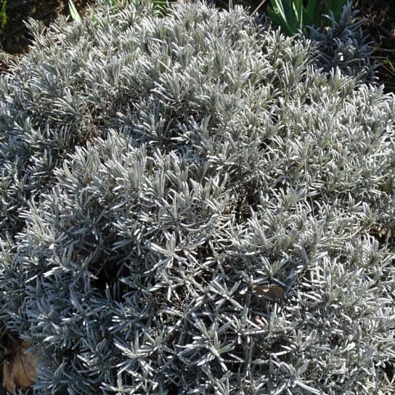 Lavande Dutch Lavander, Lavandin - Sans traitement à fleurs Bleue ...
