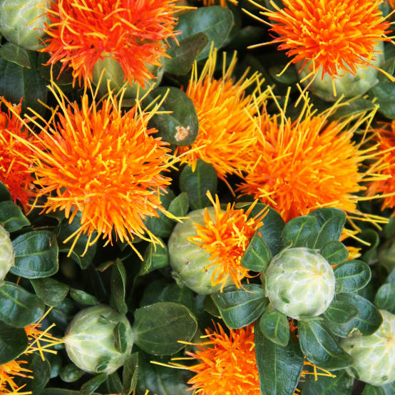 Graines de Carthame des teinturiers Zanzibar Orange - Carthamus tinctorius - Graines - Jardiland