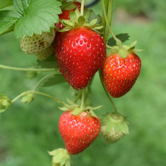 Fraisier - Set de 10 - Fragaria elsanta - Rhizomes - Rouge - Jardiland