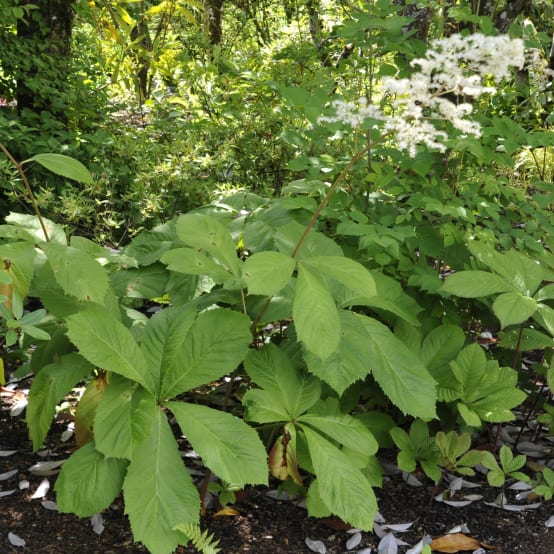 Rodgersia pinnata Pot de 1,5L/2L - Jardiland