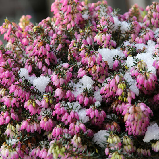Bruyère des neiges - Erica carnea Winterfreude Pot de 12 cm / 13 cm ...