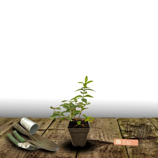 Millepertuis Magical® Beauty 'Kolmbeau', Hypericum à fleurs Jaune ...