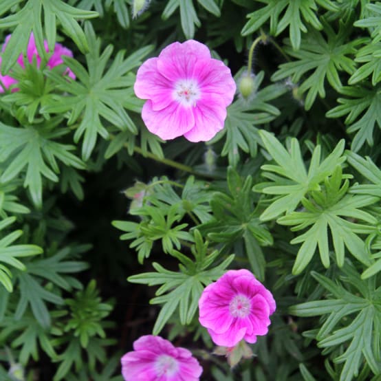 Geranium vivace sanguineum Elke Godet de 8/9 cm - Jardiland