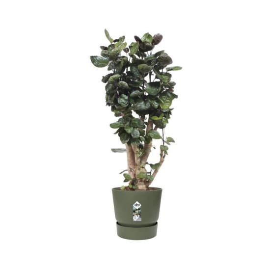 Elho Pot De Fleurs Rond Greenville 40 - Exterieur - O 39 X H 36,8 Cm ...