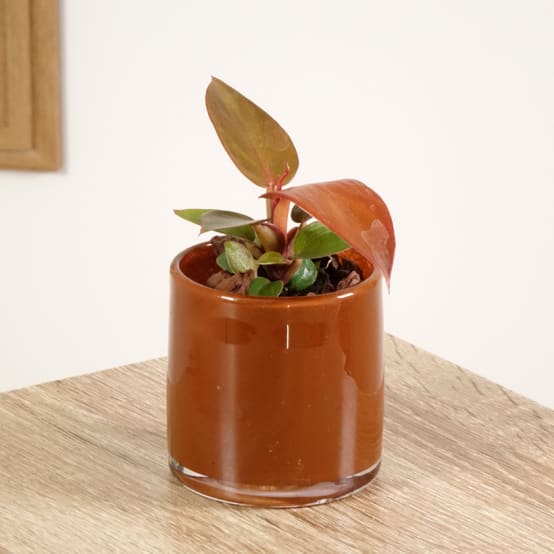 Philodendron Sun Red Mini-plante - Jardiland