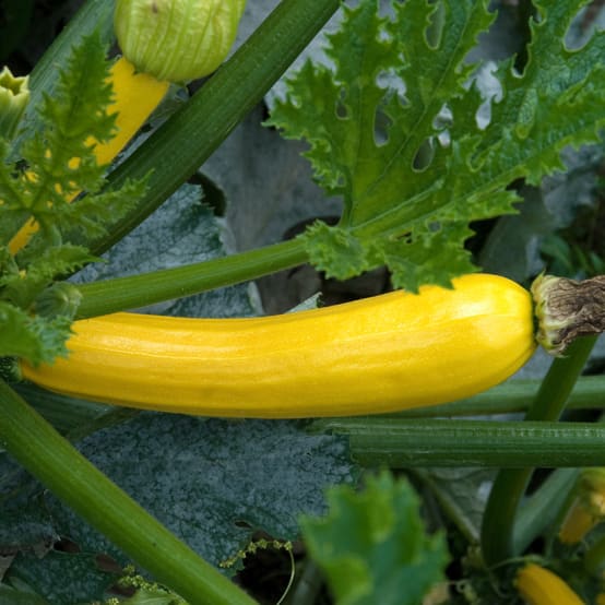 Courgette Gold Rush F1 le sachet de 10 graines (1,5g) - Jardiland