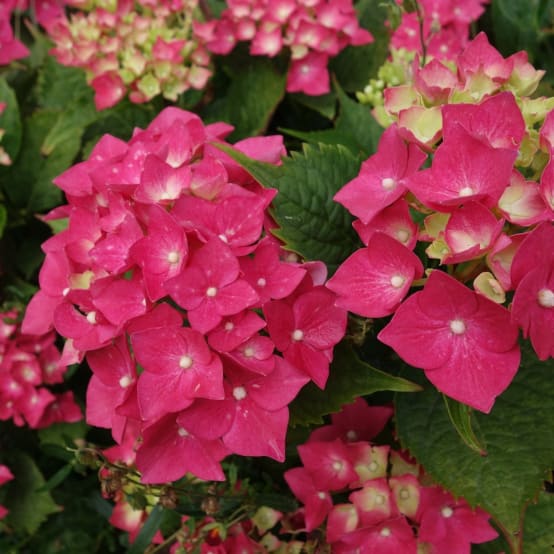 hydrangea paniculata wims red