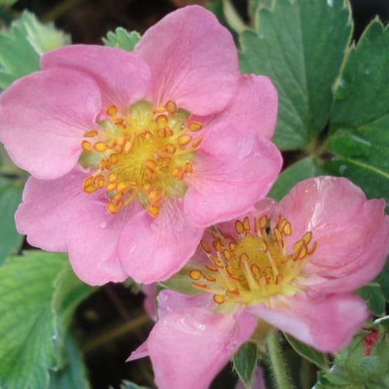 Fraisier rose - Fragaria Pink Panda Godet de 9cm - Jardiland