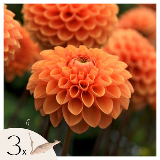Dahlias - Set de 3 - Dahlia 'Sylvia' - Bulbes à fleurs - Orange - Jardiland