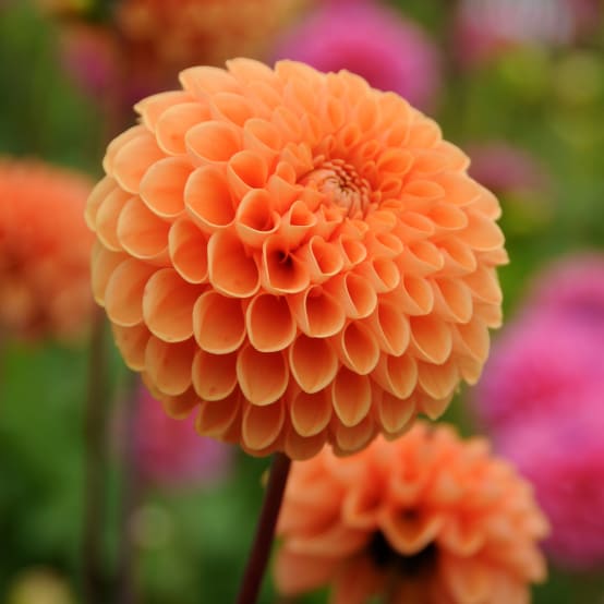 Dahlias - Set de 3 - Dahlia 'Sylvia' - Bulbes à fleurs - Orange - Jardiland
