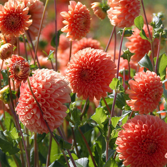 Dahlias - Set de 3 - Dahlia 'Sylvia' - Bulbes à fleurs - Orange - Jardiland