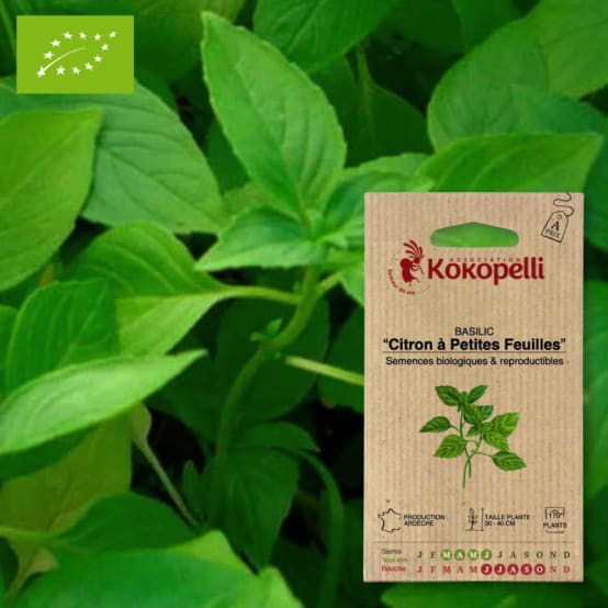 Basilic Citron à Petites Feuilles- Graines bio à semer - Jardiland