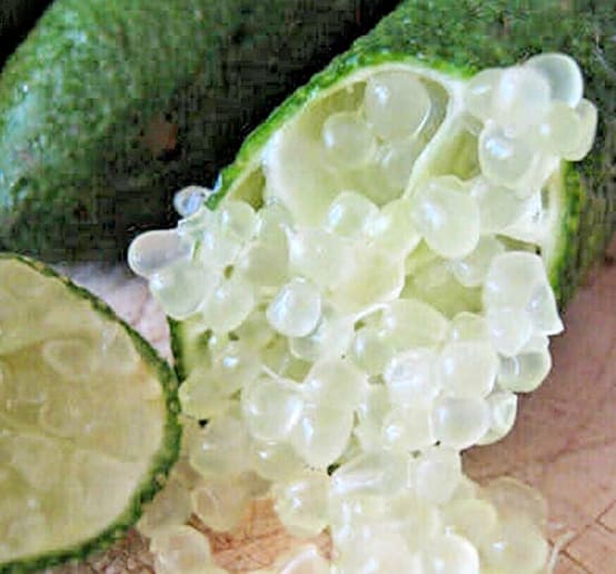 Microcitrus australasica pulpe blanche (Caviar de citron) Taille:Pot de ...
