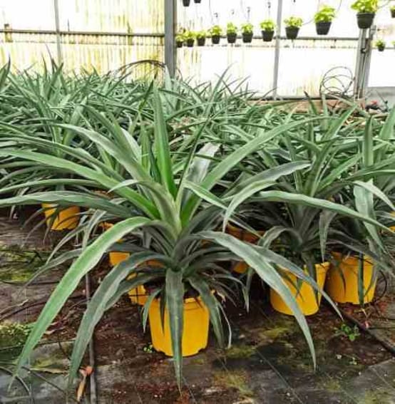 Ananas comosus Taille:Pot de 7 litres - 40/60 cm - Jardiland