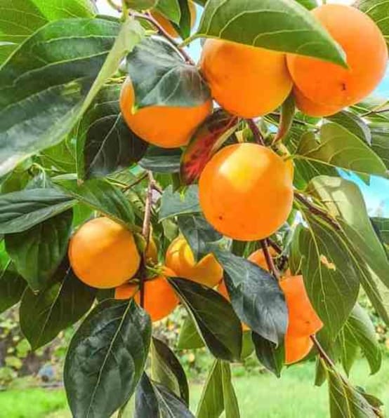 Diospyros kaki var.fuyu ou Kaki pomme (Plaqueminier fruit délicieux et ...