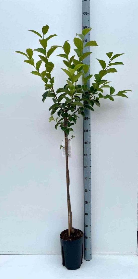 Diospyros kaki var.fuyu ou Kaki pomme (Plaqueminier fruit délicieux et ...