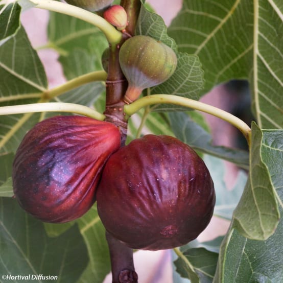 Figuier Violette Dauphine Pot de 2L/3L, Buisson - Jardiland