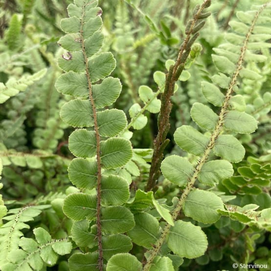 Blechnum fluviatile - Pot de 3L/4L - Jardiland