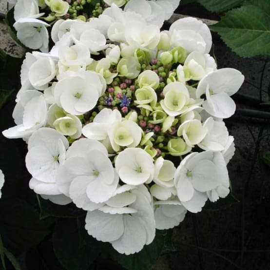 Hortensia - Hydrangea macrophylla Libelle (Teller white) Pot de 7,5L/10L - Jardiland
