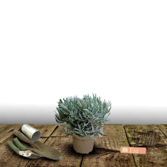 Lavande Dutch Lavander, Lavandin à fleurs Bleue - feuillage Persistant ...