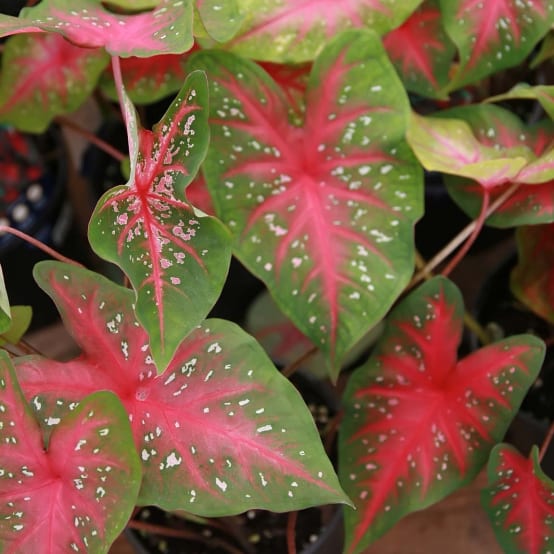 Caladium Red Flash Bulbe calibre I - Jardiland