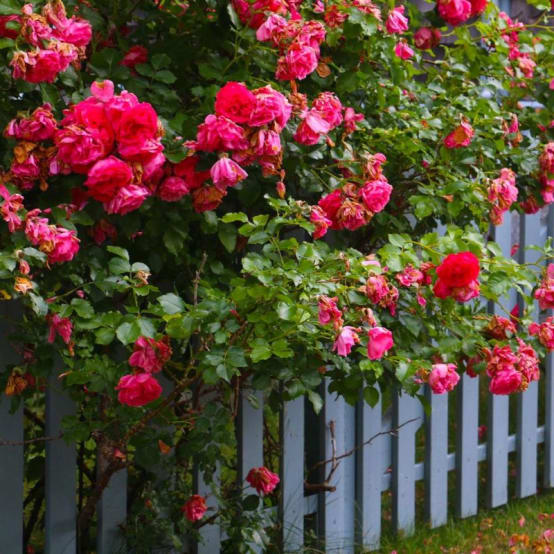 Rosier Grimpant 'Belle Epoque' ® (Rosa 'Belle Epoque' ®) - Racines nues ...