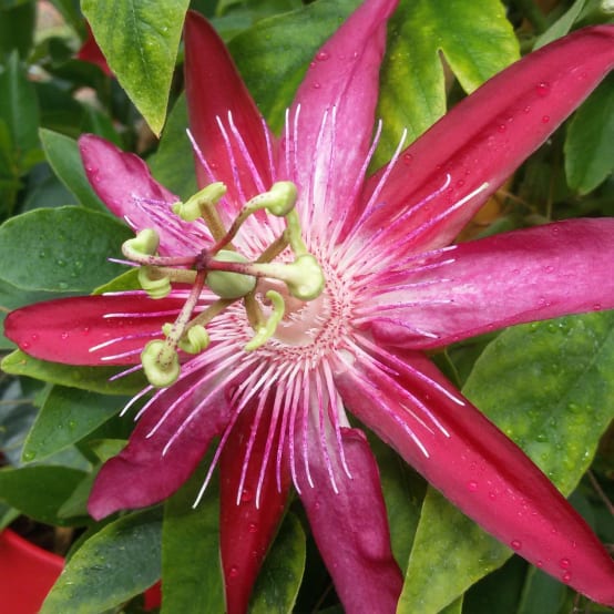 Passiflore Michael - Fleur de la Passion Pot de 2L/3L - Jardiland