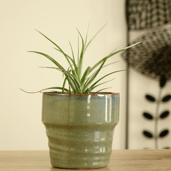 Tillandsia Mizuki Mini-plante - Jardiland