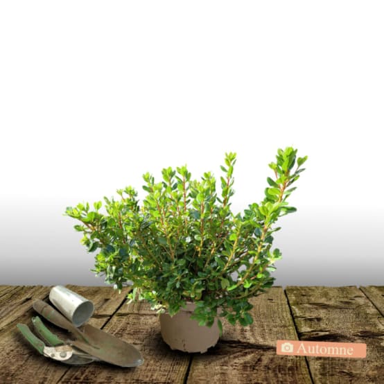 Azalée du Japon Johanna, Azalea à fleurs Rouge - feuillage Persistant ...