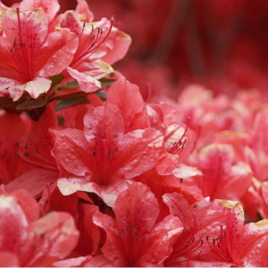 Azalée du Japon Johanna, Azalea à fleurs Rouge - feuillage Persistant ...