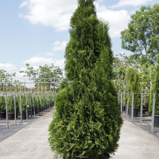 Thuya du Canada - Thuja occidentalis Smaragd en godet de 9cm - Jardiland
