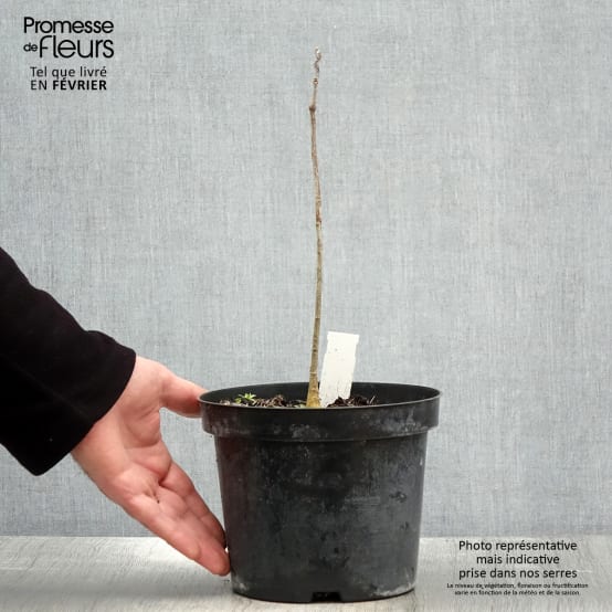 Gymnocladus dioica - Chicot du Canada Pot de 2L/3L - Jardiland