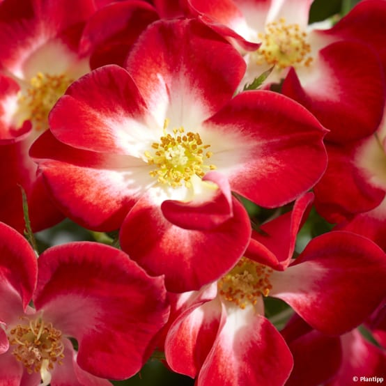 Rosier à patio Everglow Ruby Pot de 4L/5L - Jardiland