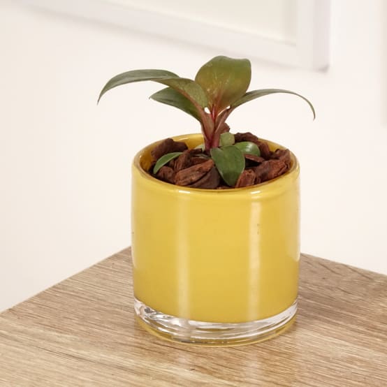 Philodendron Red Heart Mini-plante - Jardiland