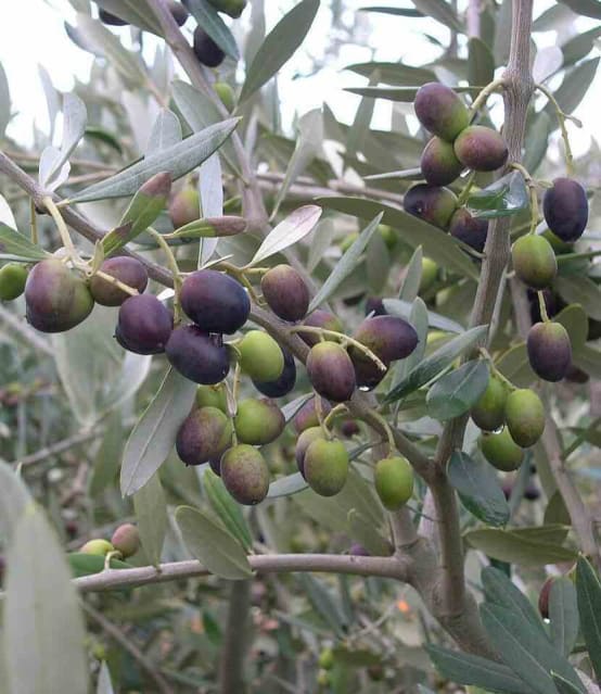 Oléa europaea (Oliviers) Couleur floraison:Blanc - Taille:Pot de 15 ...