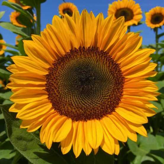 Graines de Tournesol Pro-Cut F1 Orange Excel - Helianthus annuus le ...