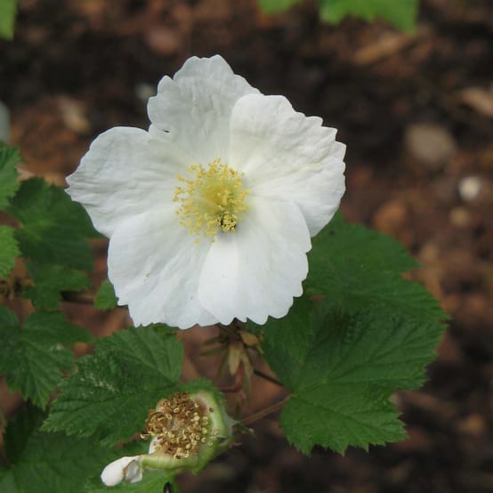 rubus tridel