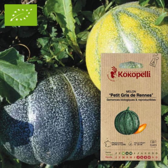 Sachet de graines bio à semer - Melon Petit Gris de Rennes- Association ...