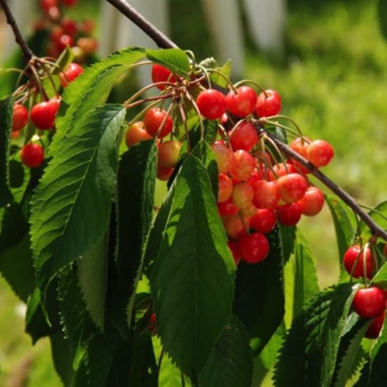 Cerisier bigarreau 'Lapins' (Prunus avium 'Lapins') - Scion de 100 à ...
