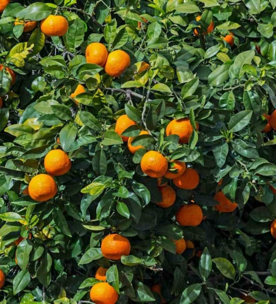 Citrus sinensis (oranger) Couleur floraison:Blanc - Taille:Pot de 7 ...