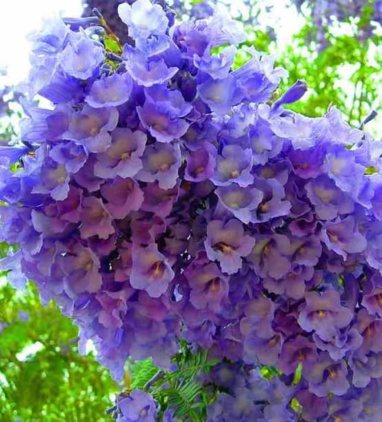 Jacaranda mimosifolia BONSAI (Flamboyant bleu) Couleur floraison:Bleu ...