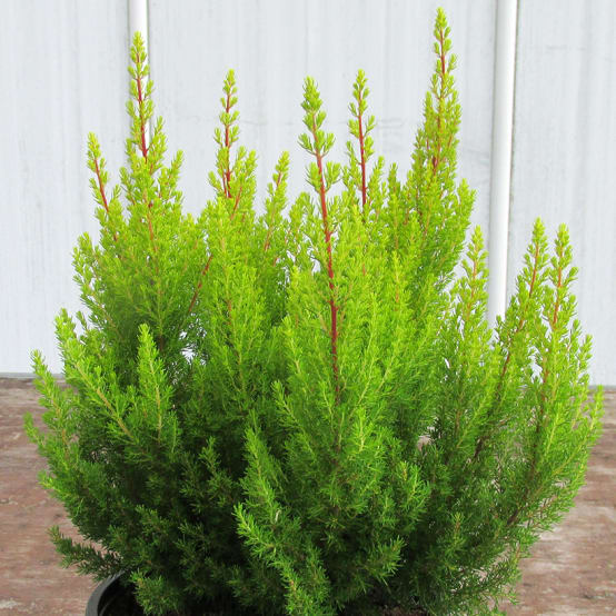 Erica arborea Estrella Gold - Bruyère arborescente Pot de 2L/3L - Jardiland