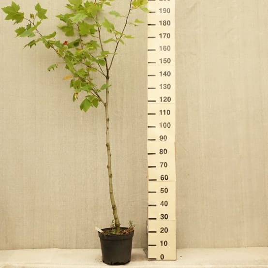 Platanus acerifolia - Platane commun, à feuilles d'érable Pot de 7,5L ...