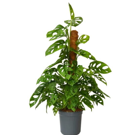 Plante à trous - Monstera adansonii 'Monkey Mask' - Hauteur 60-70cm ...
