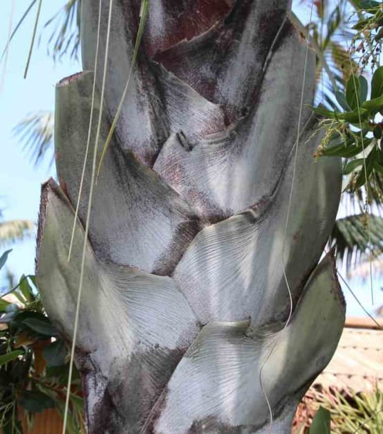 Dypsis decaryi (palmier trièdre) Couleur floraison:Vert - Taille:Pot de ...