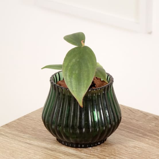 Philodendron sp. Colombia Mini-plante - Jardiland