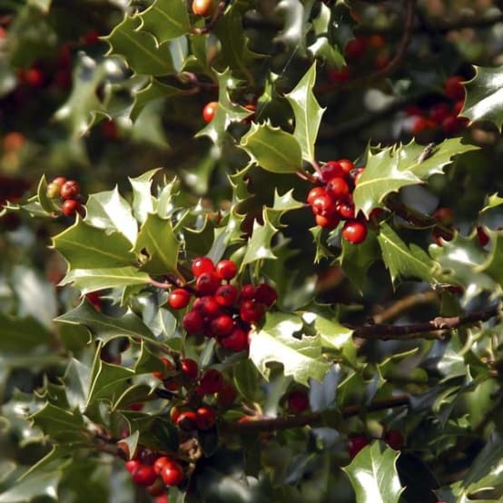 Houx commun - Ilex aquifolium Alaska Pot de 2L/3L - Jardiland